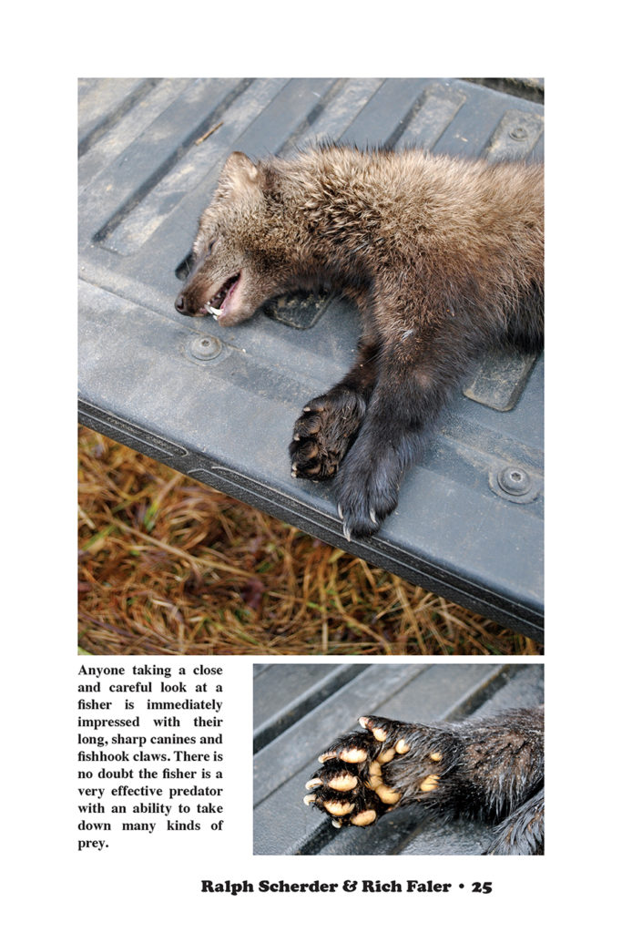 Fisher Trapping – Pennsylvania Foothold Methods | RichFaler.com